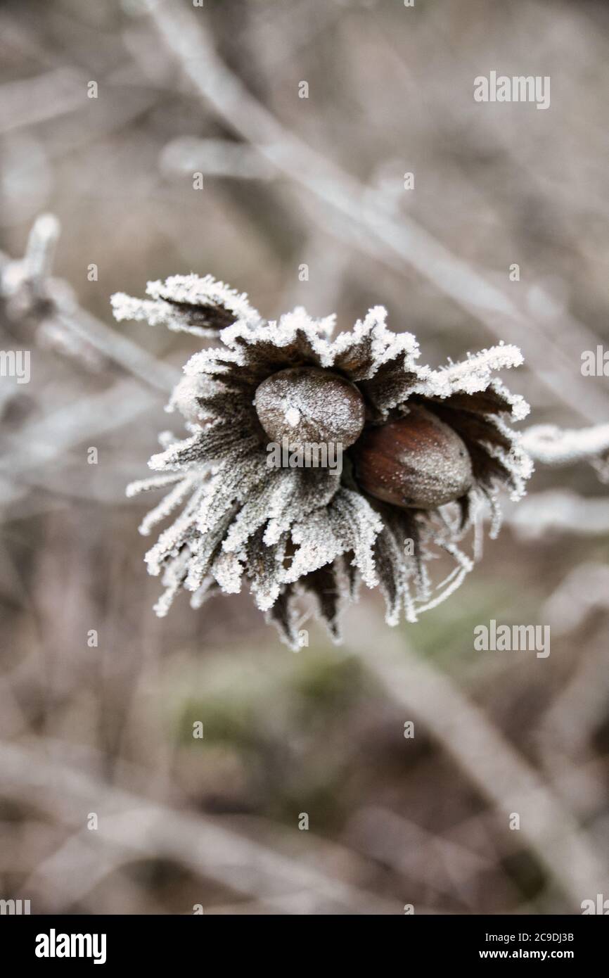 Frozen hazel hi-res stock photography and images - Alamy