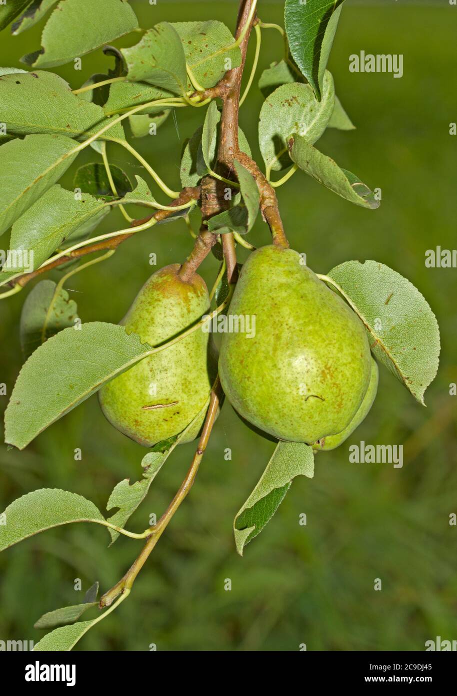 Unripe green pears growing in pear tree, vertical branch because of the ...