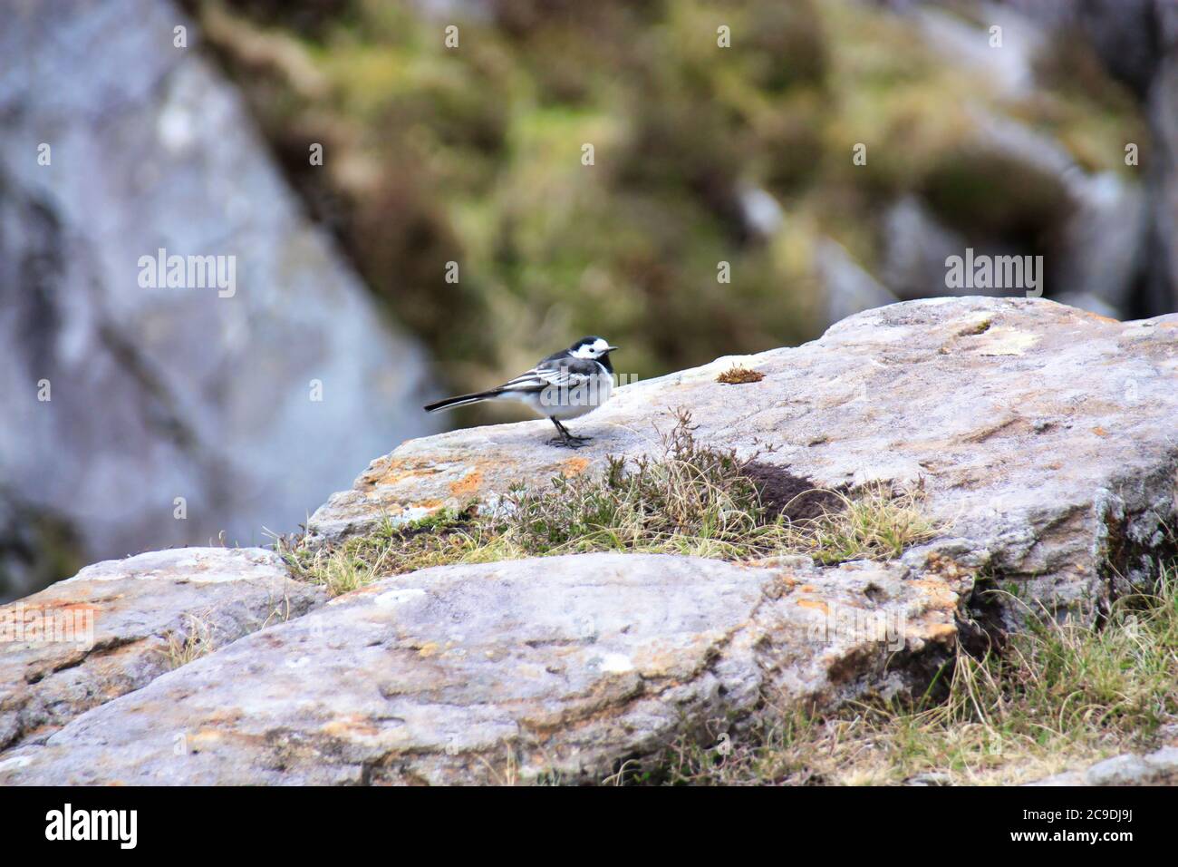a bird resting in nature Stock Photo - Alamy