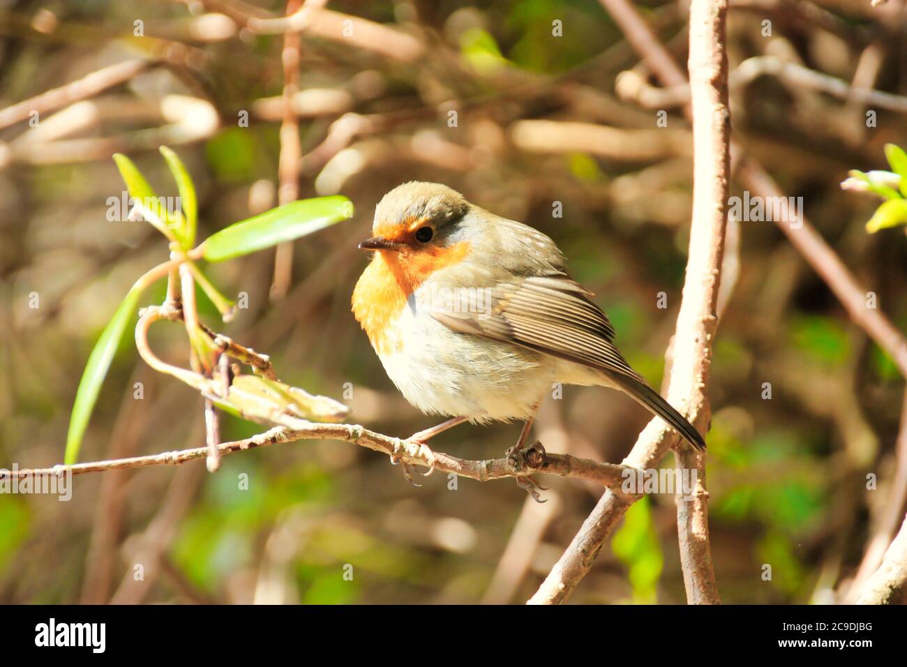 a bird resting in nature Stock Photo - Alamy