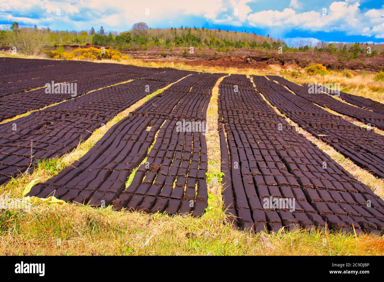 Peatfield for drying for whiskey production Stock Photo - Alamy