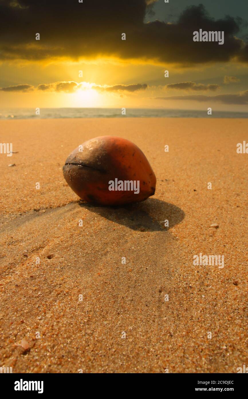 a coconut on the beach with a great sunset atmosphere Stock Photo - Alamy