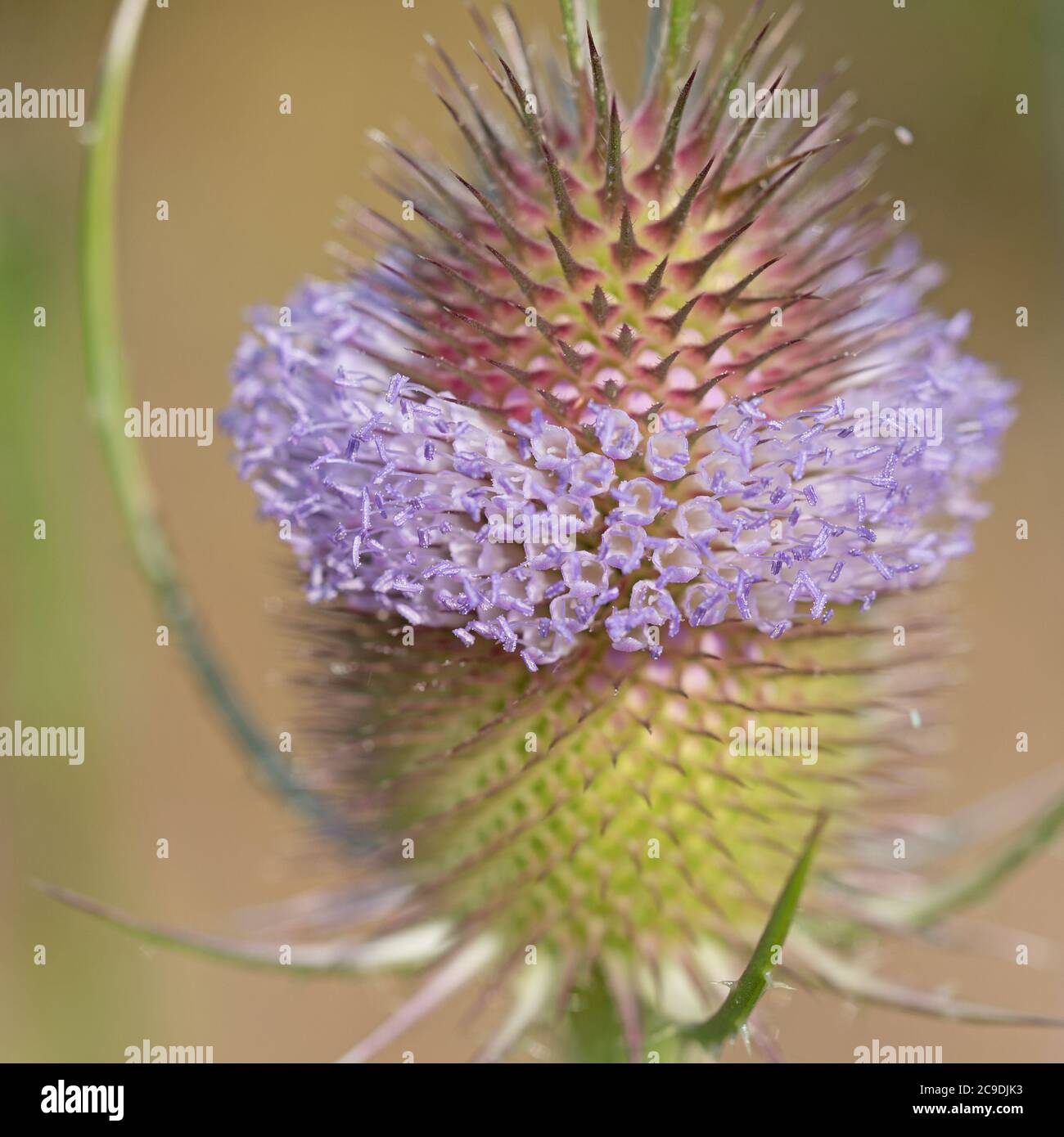Flowering wild teasel in a close up Stock Photo - Alamy