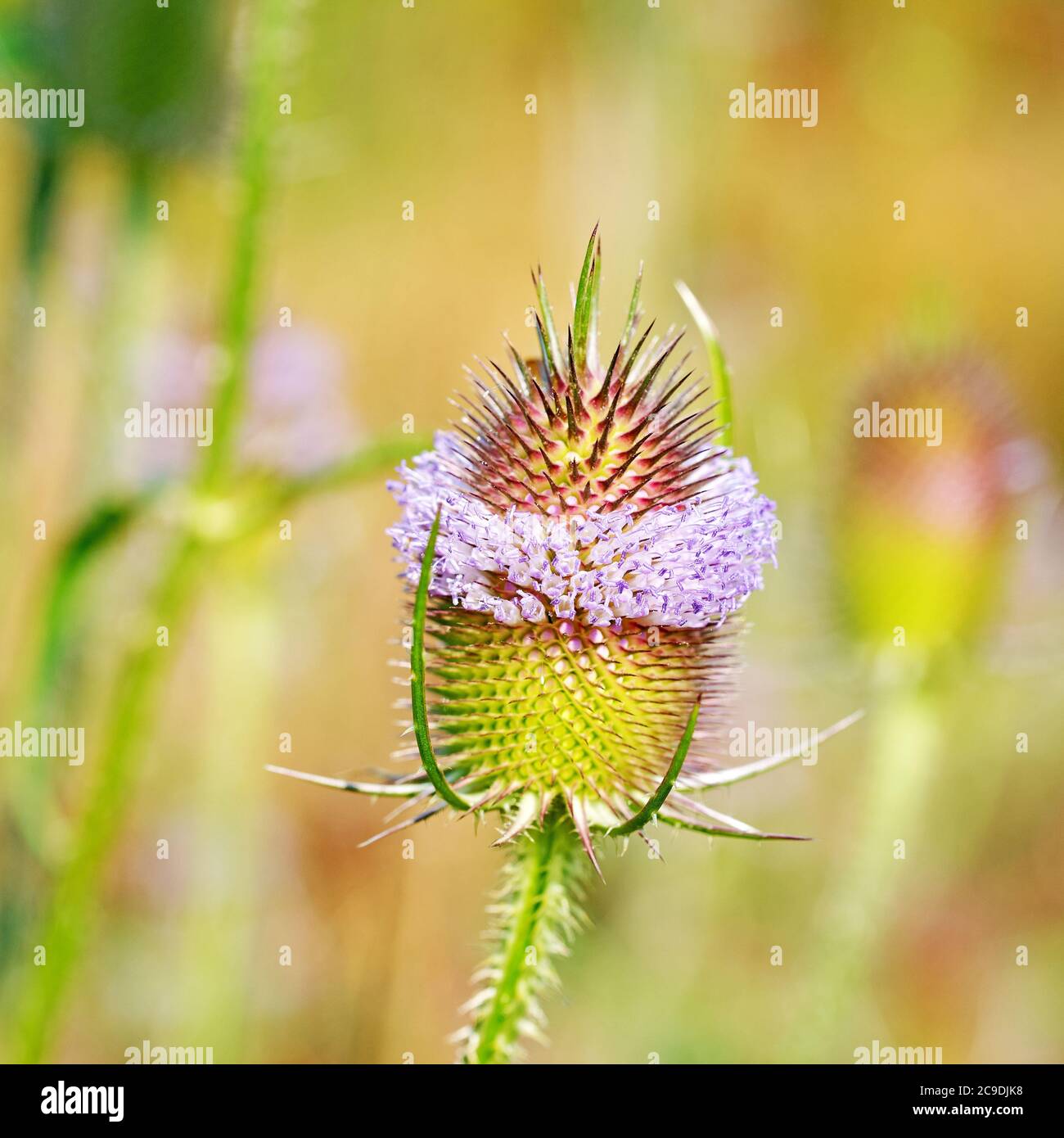 Flowering wild teasel in a close up Stock Photo - Alamy