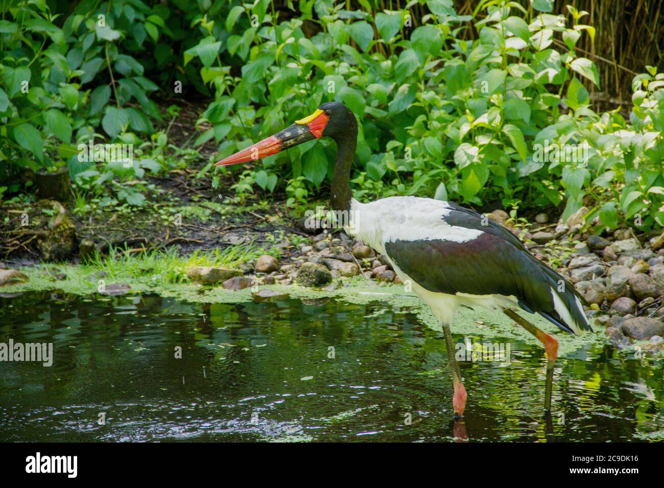 Side view of a saddle billed stork in a shallow body of water Stock ...