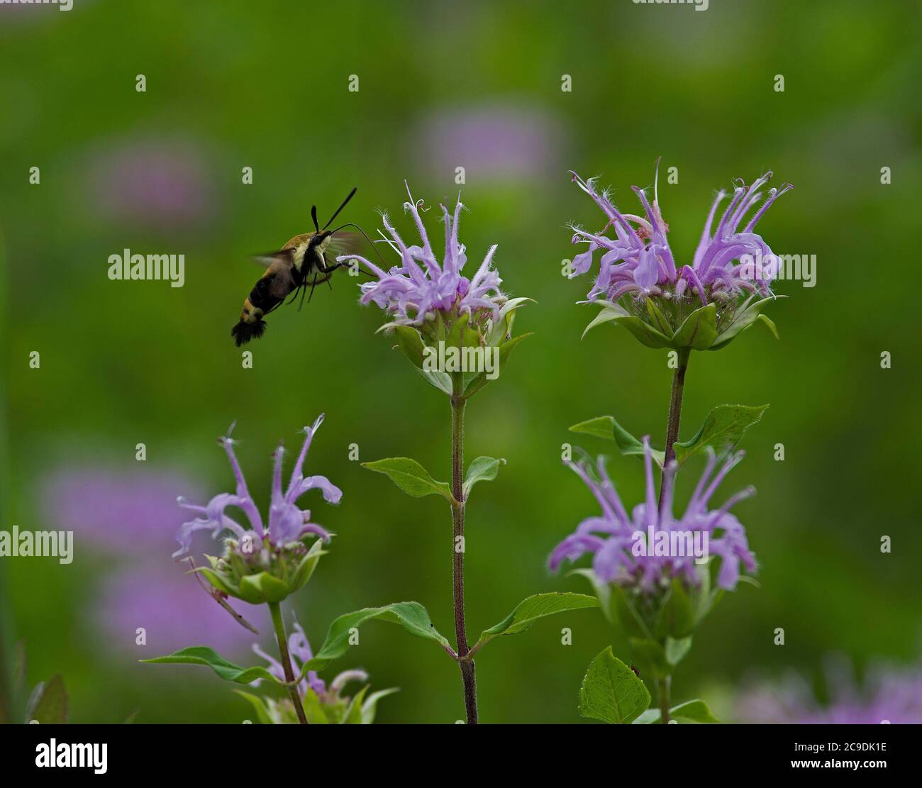 Bergamont bee hi-res stock photography and images - Alamy