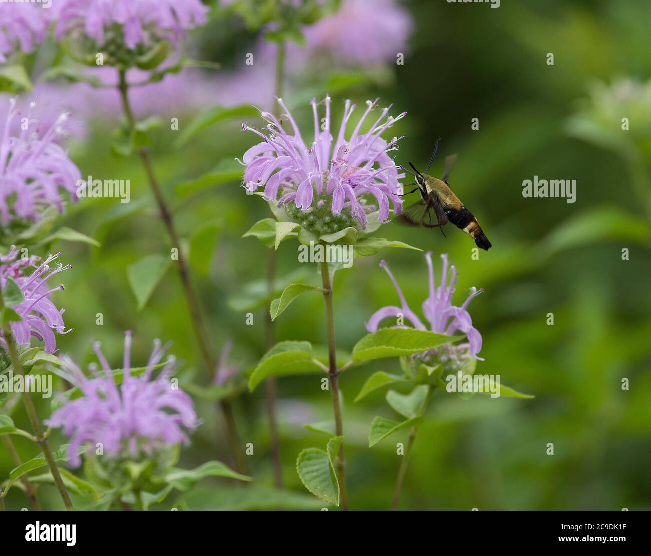 Snowberry clearwing moth hi-res stock photography and images - Alamy
