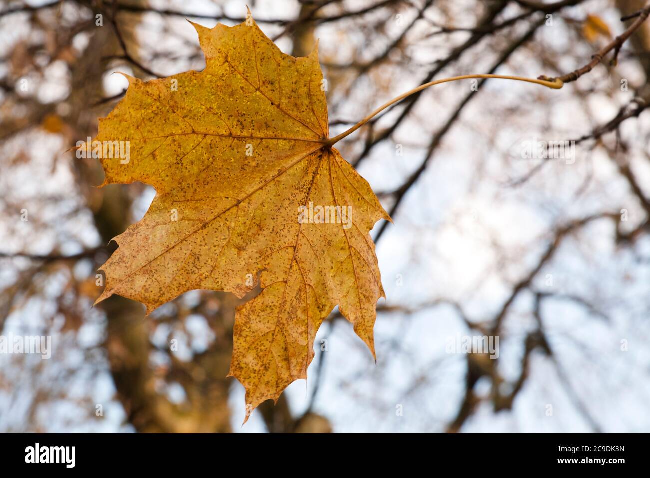 Autumn leaf color is a phenomenon that affects the normal green leaves ...