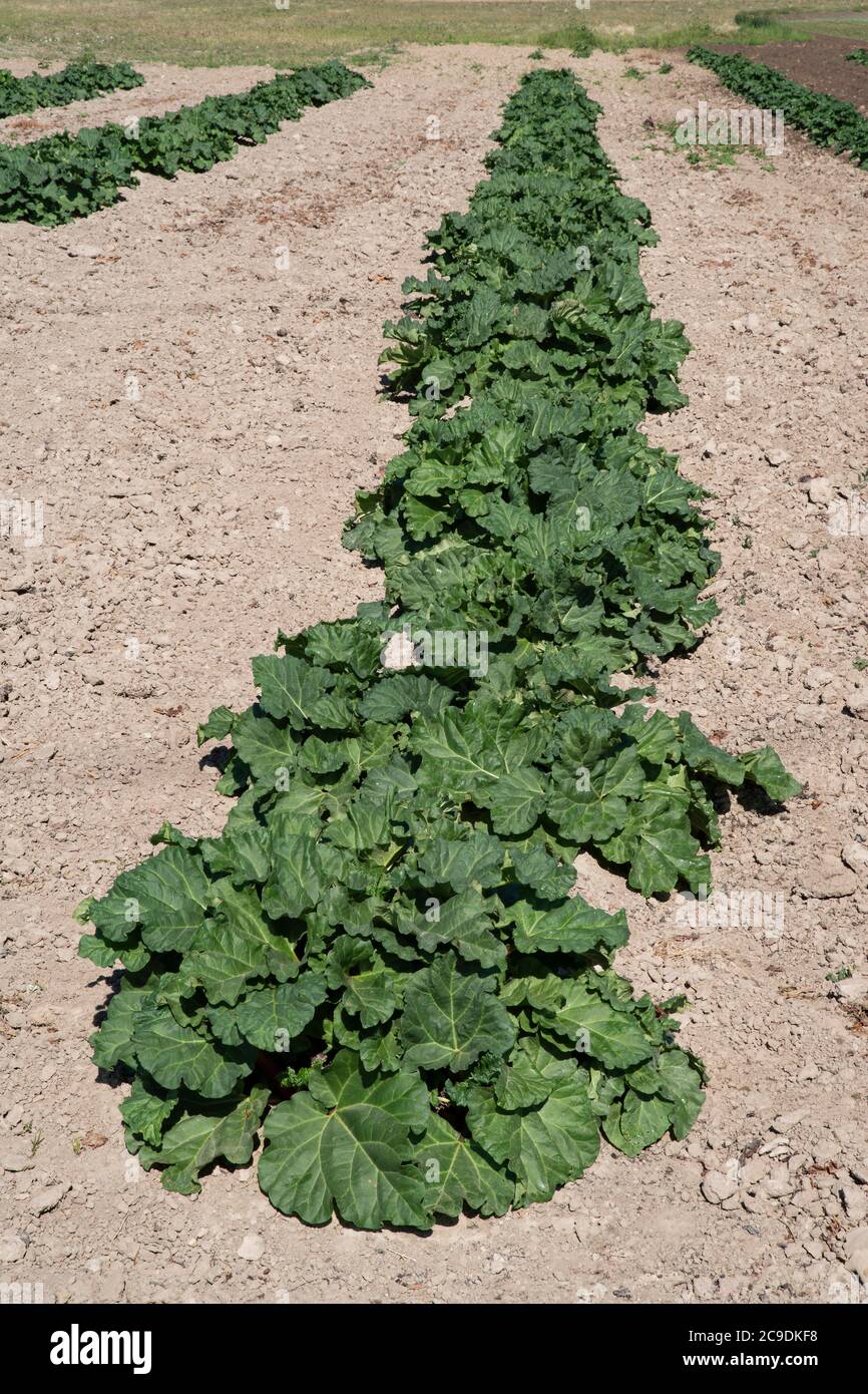 Rhubarb field hi-res stock photography and images - Alamy