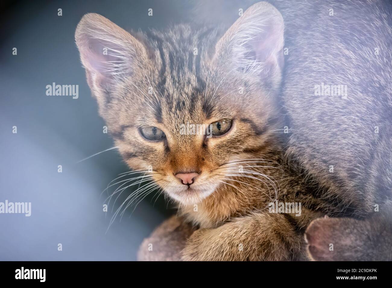Portrait of young Wild forest cat. The European wildcat is a wildcat ...