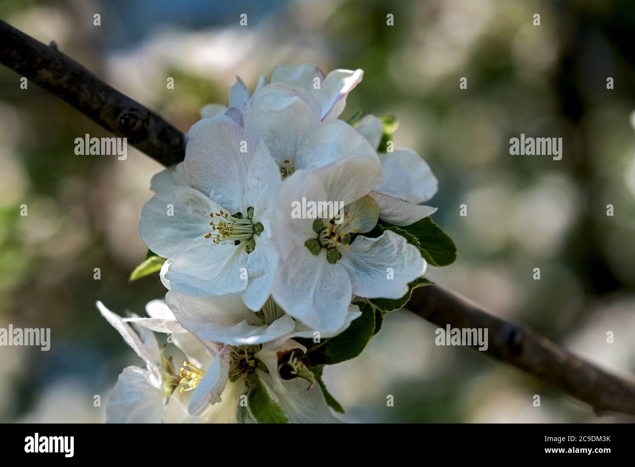 flowering branch of a fruit tree in spring Stock Photo - Alamy