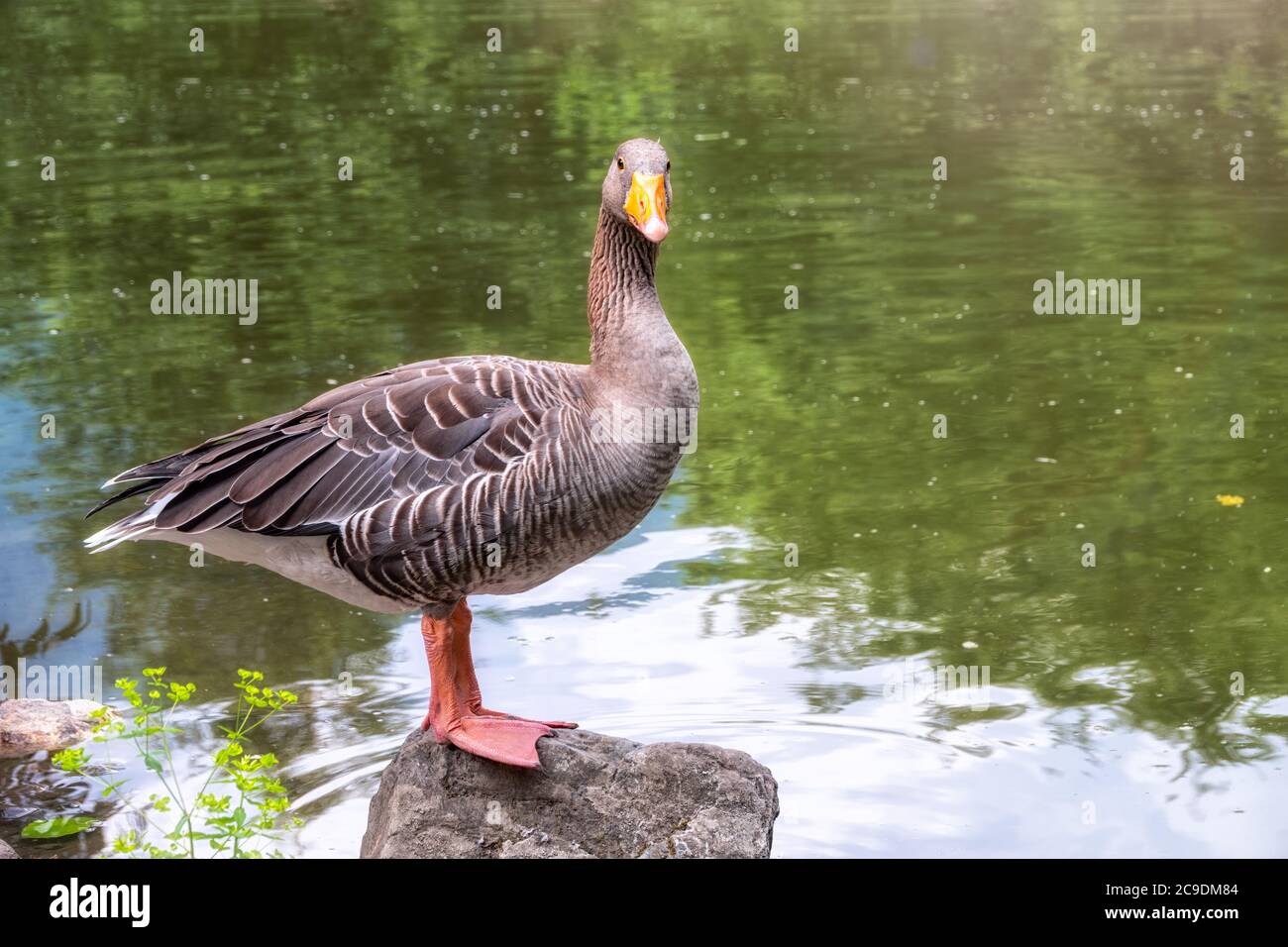 The wild greylag goose standing on the green shore of the pond. The ...