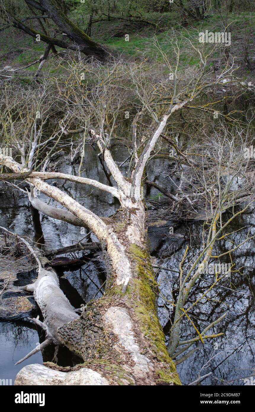 A very old tree lying in a river Stock Photo - Alamy