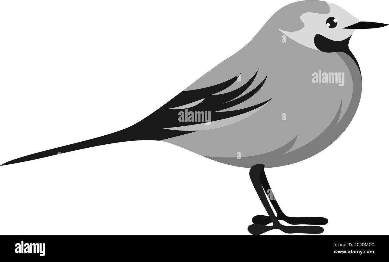 White wagtail, illustration, vector on white background Stock Vector ...
