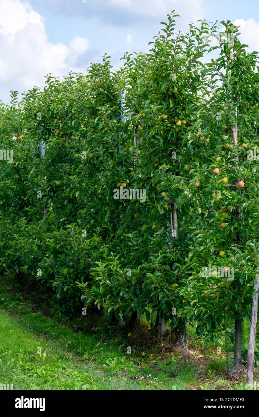 Green organic orchards with rows of apple trees with ripening fruits in ...