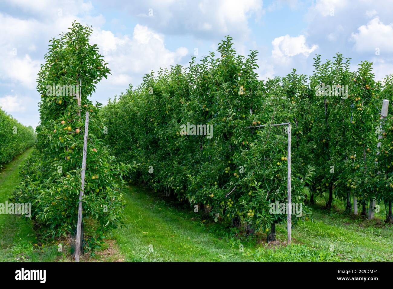 Green organic orchards with rows of apple trees with ripening fruits in ...