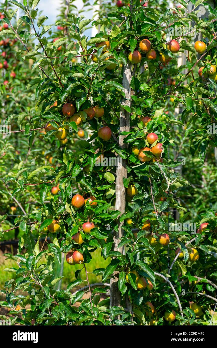 Green organic orchards with rows of apple trees with ripening fruits in ...