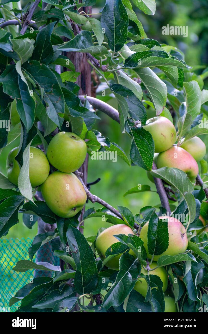 Green organic orchards with rows of apple trees with ripening fruits in ...