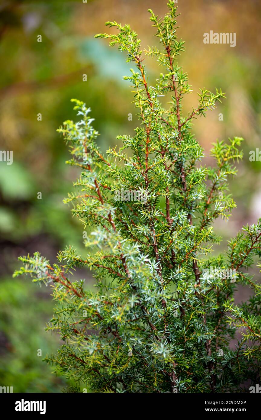 Botanical collection of medicinal plants and herbs, juniperus communis ...