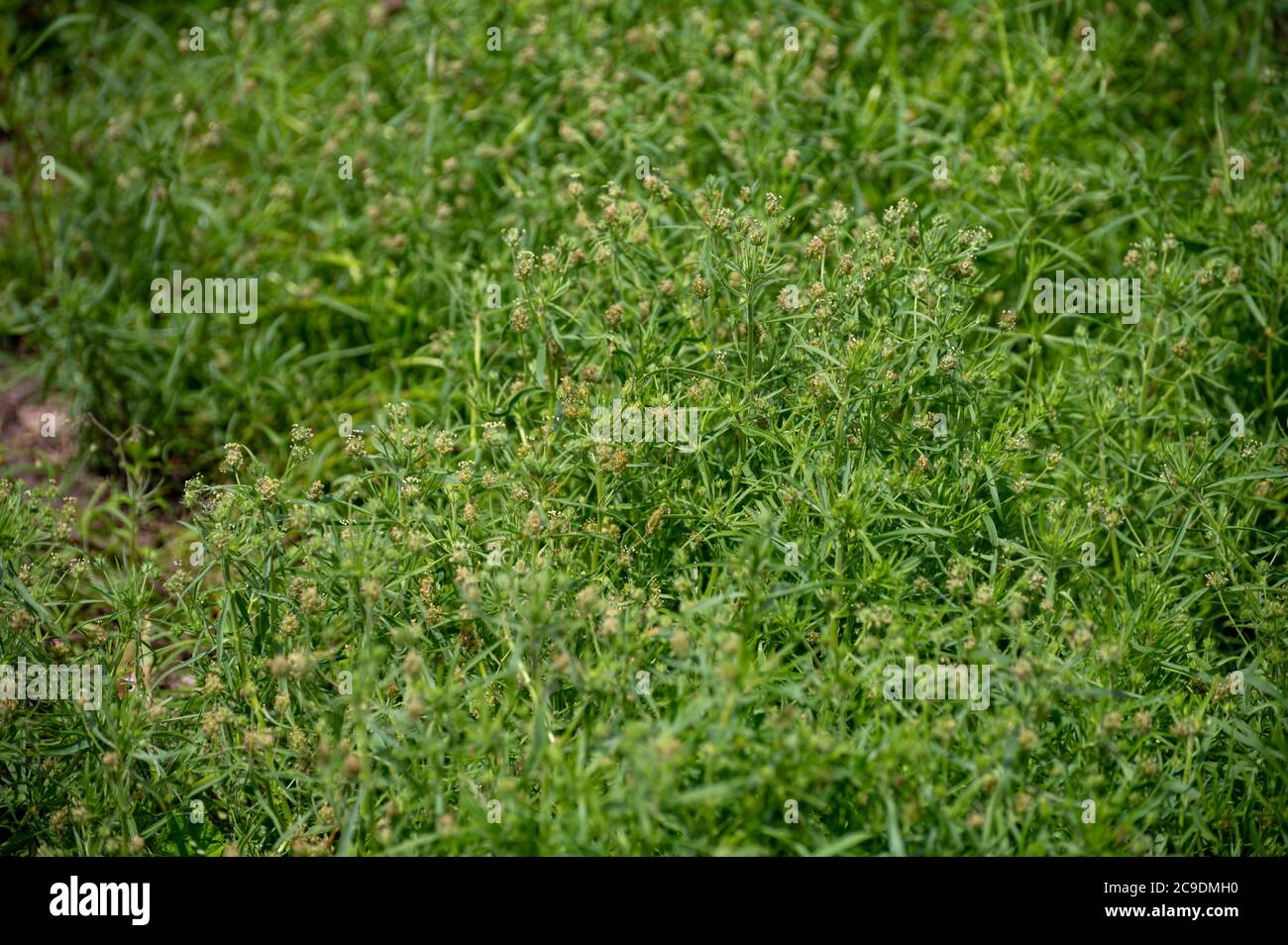 Botanical collection of medicinal and edible plants, Plantago ovata, or ...