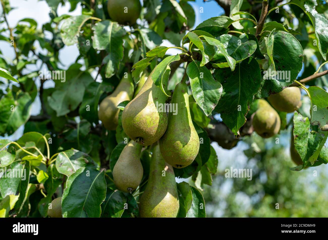 Green organic orchards with rows of conference pear trees with ripening ...