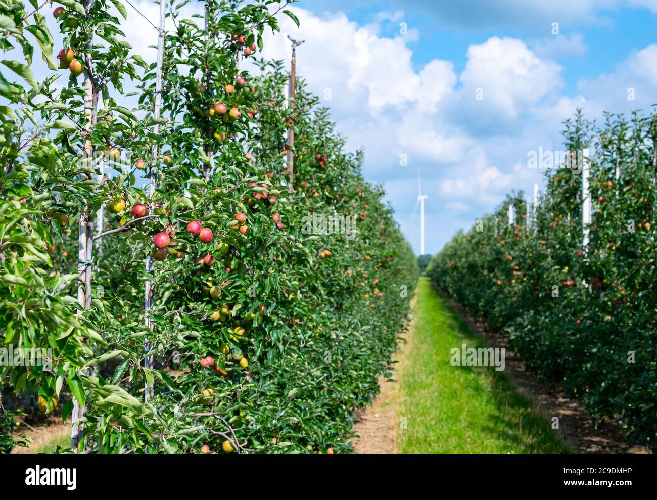 Tiel apple orchard betuwe netherlands hi-res stock photography and ...