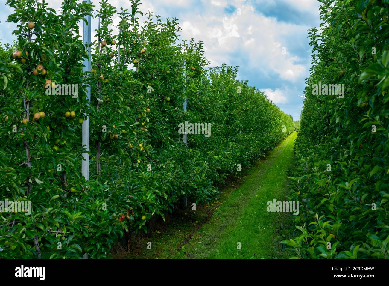 Green organic orchards with rows of apple trees with ripening fruits in ...
