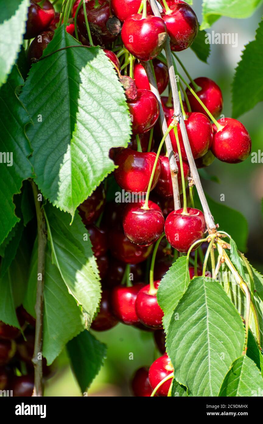New harvest of big dark ripe sweet cherries on cherry trees plantation ...