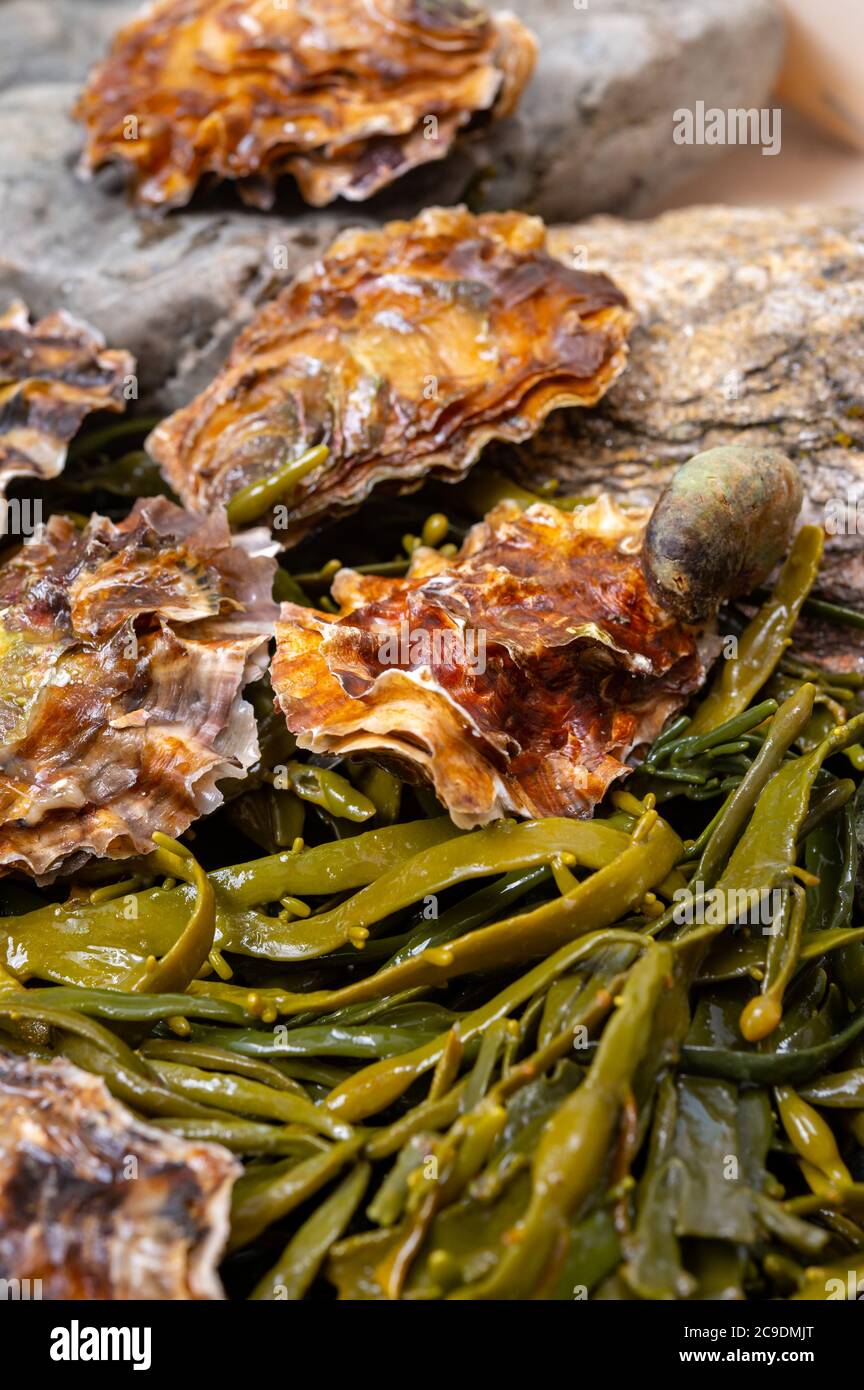Fresh zeeuwse creuse pacific or japanese oysters molluscs on fish ...