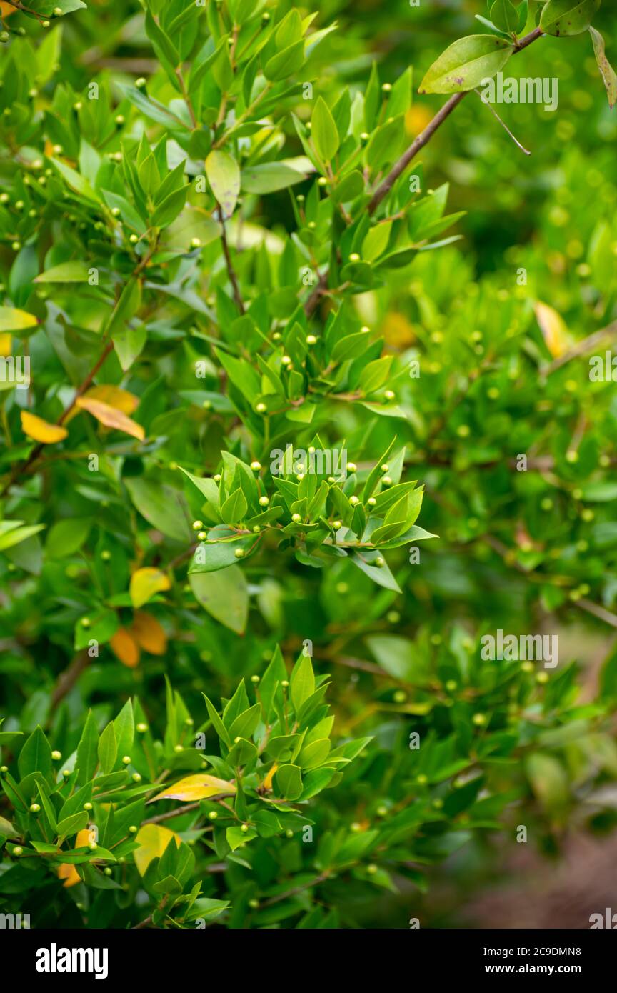 Botanical collection of medicinal plants and herbs, Myrtus communis or ...
