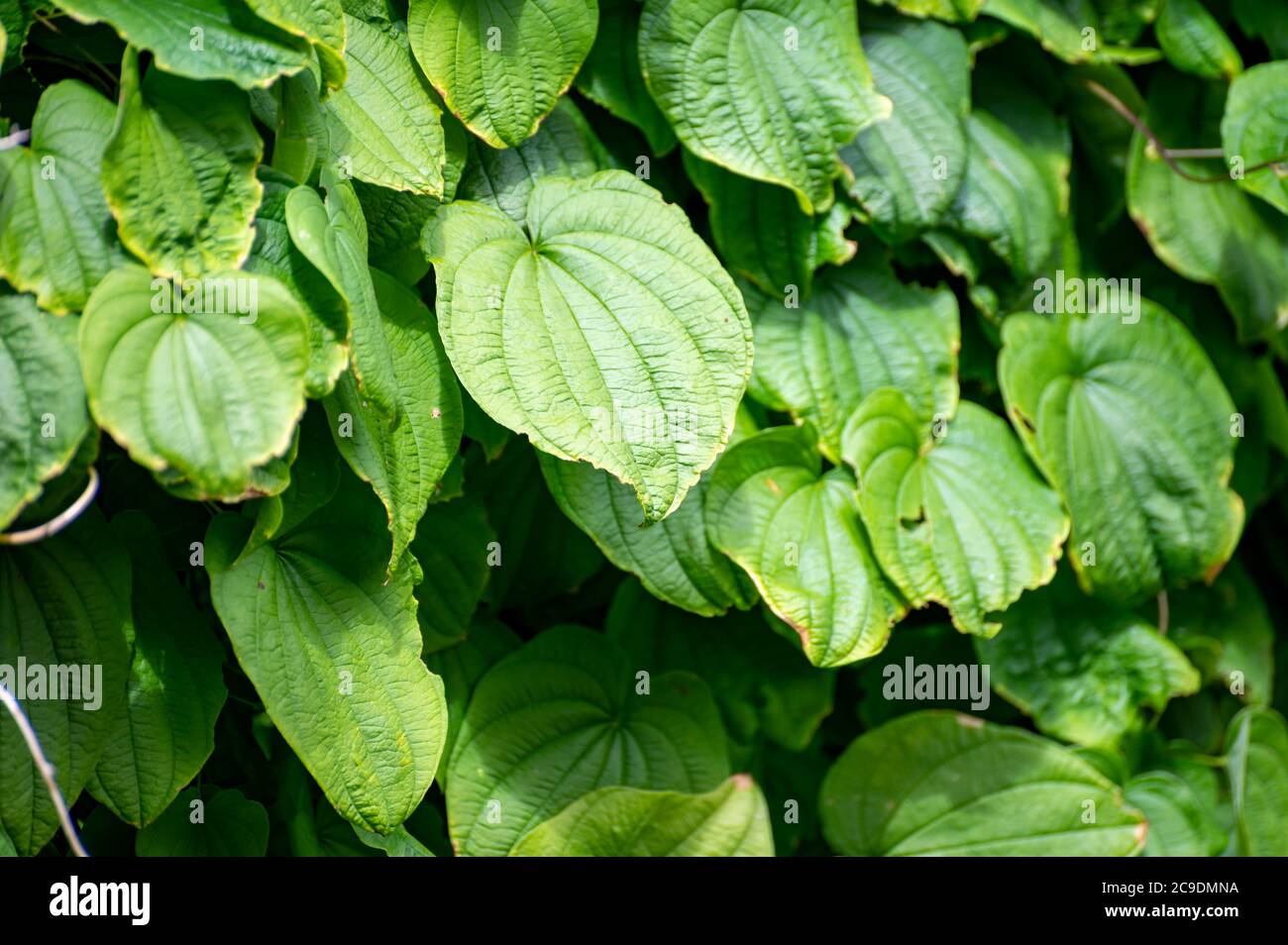 Black bryony leaf close hi-res stock photography and images - Alamy