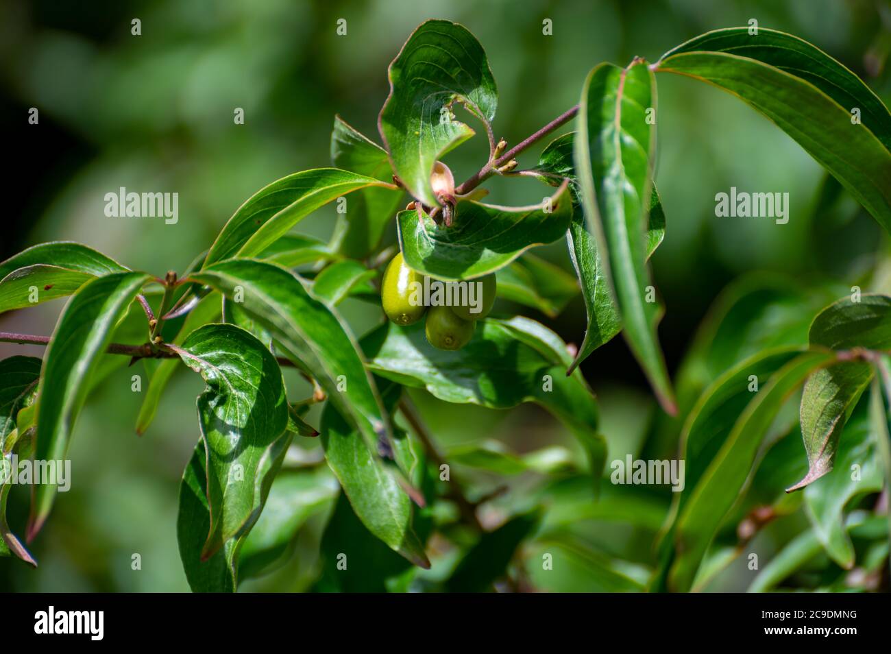 Botanical collection of medicinal plants and herbs, dogwood or Cornus ...