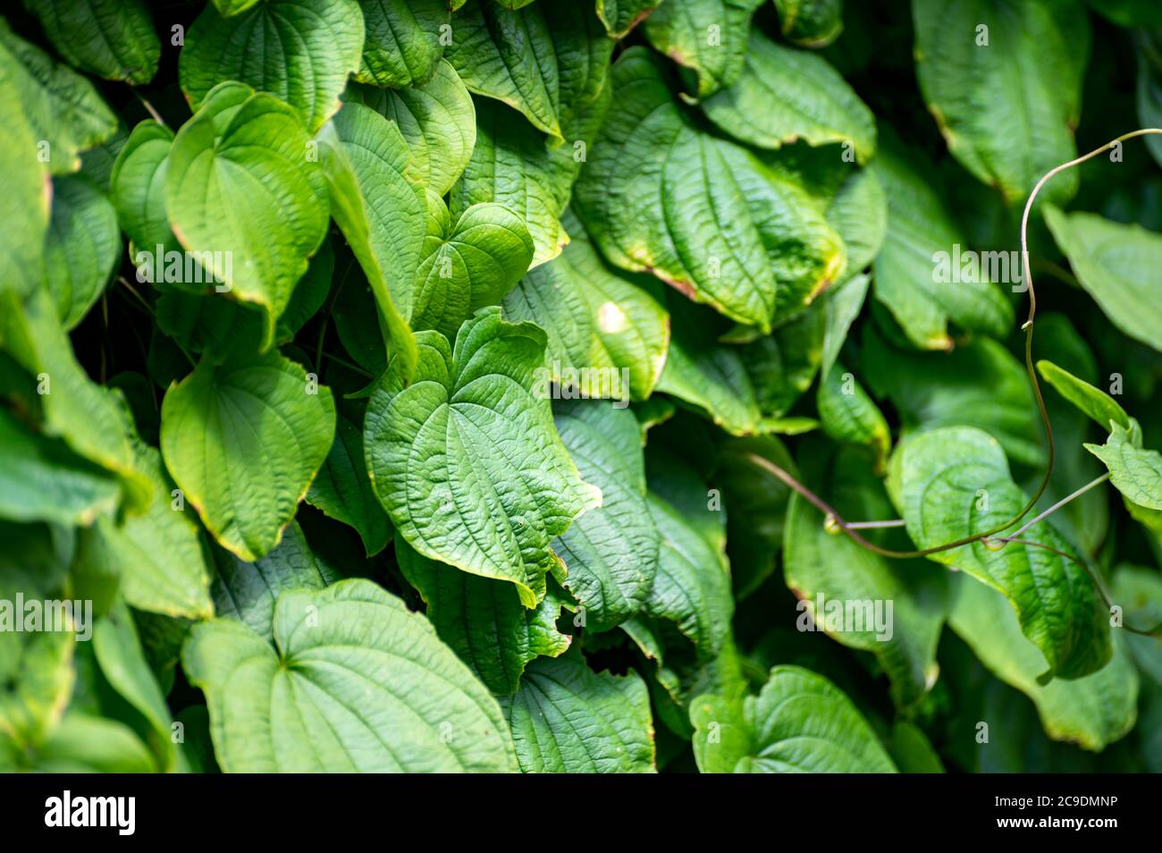 Botanical collection of climbing or medicinal plants, Dioscorea ...