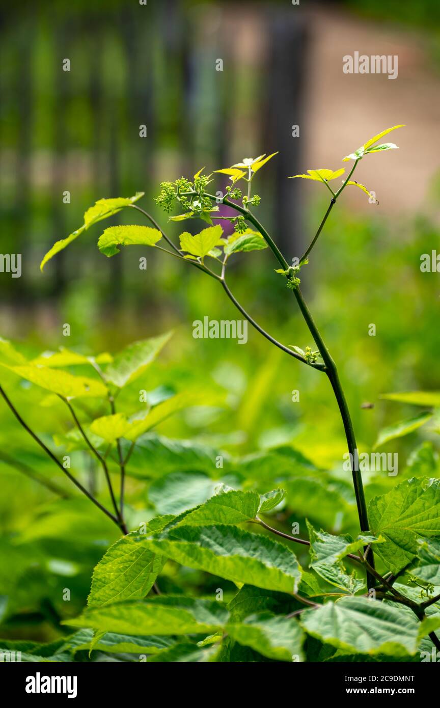 Botanical collection of medicinal plants and herbs, Eleutherococcus ...