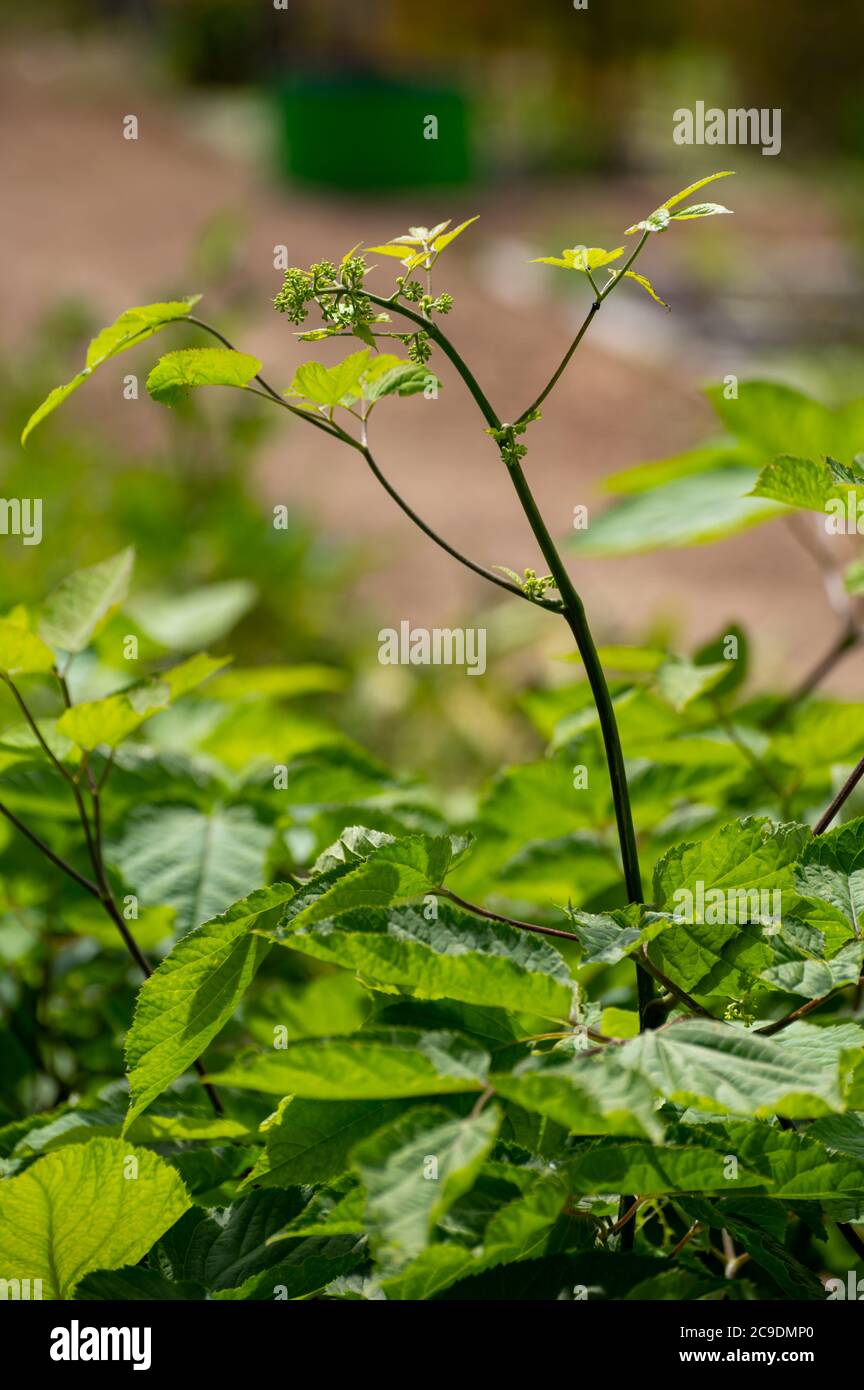 Botanical collection of medicinal plants and herbs, Eleutherococcus ...