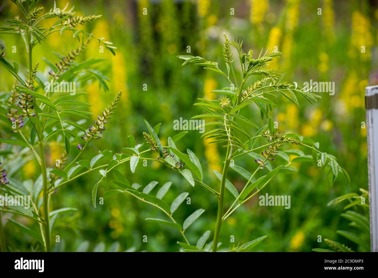 Licorice in bloom glycyrrhiza glabra hi-res stock photography and ...
