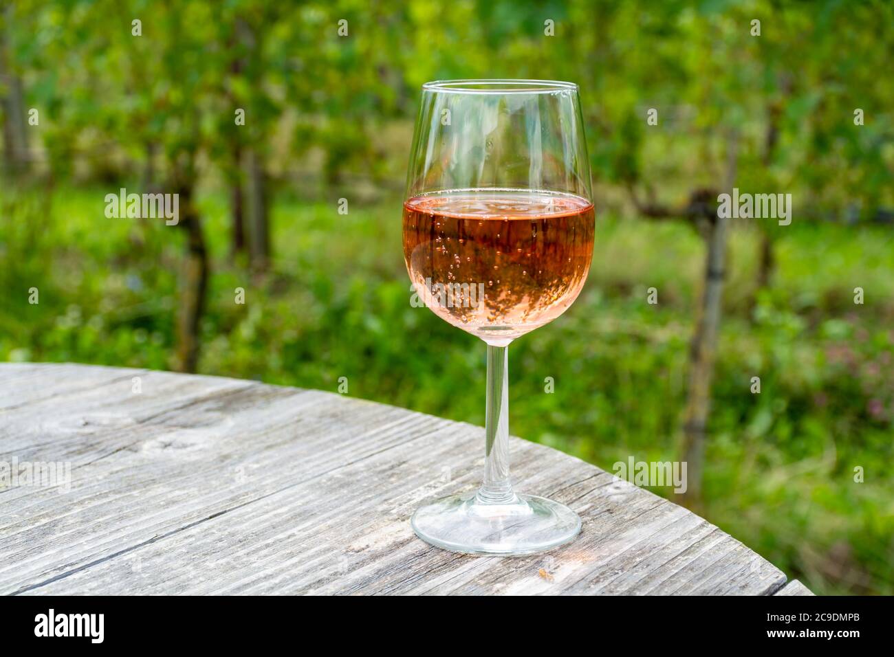 Tasting of Dutch sparkling rose wine on vineyard in summer Stock Photo ...