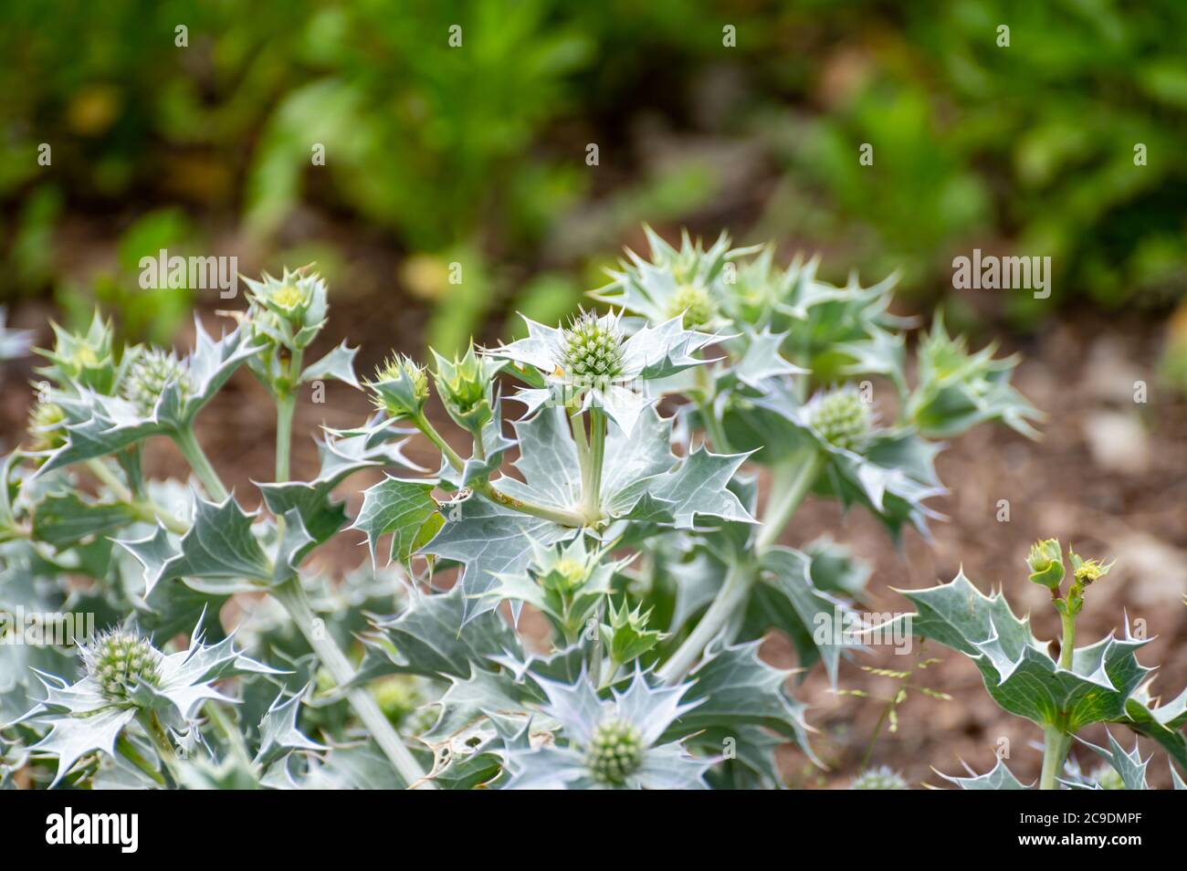Eryngo root hi-res stock photography and images - Alamy
