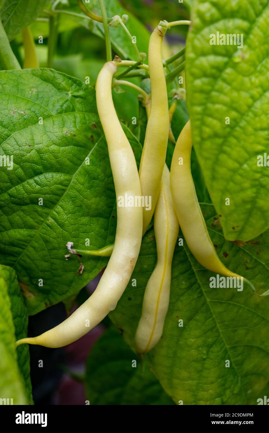 New harvest of organic yellow long wax beans close up Stock Photo - Alamy