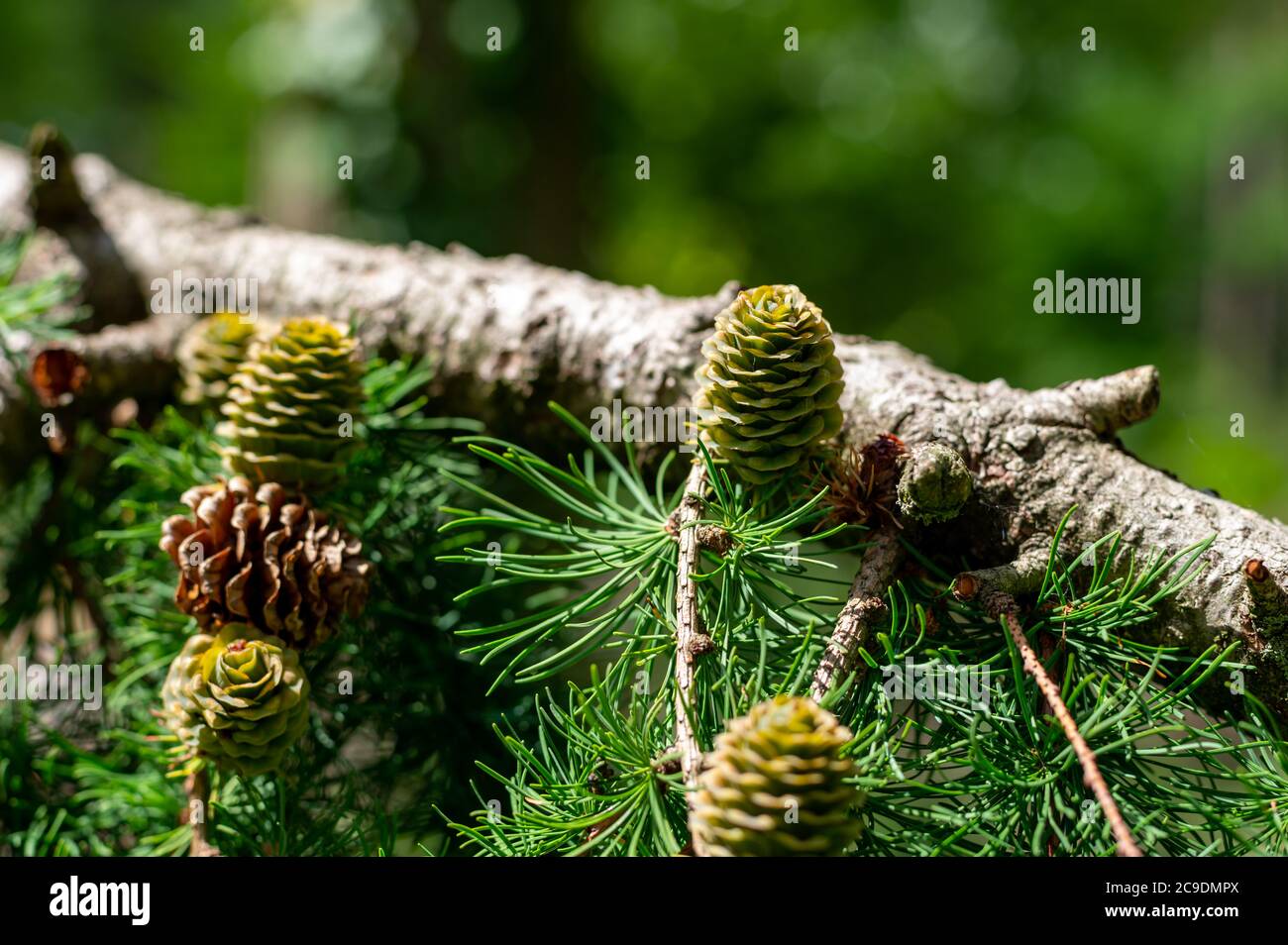 Larch cone with fresh green vegetation hi-res stock photography and ...