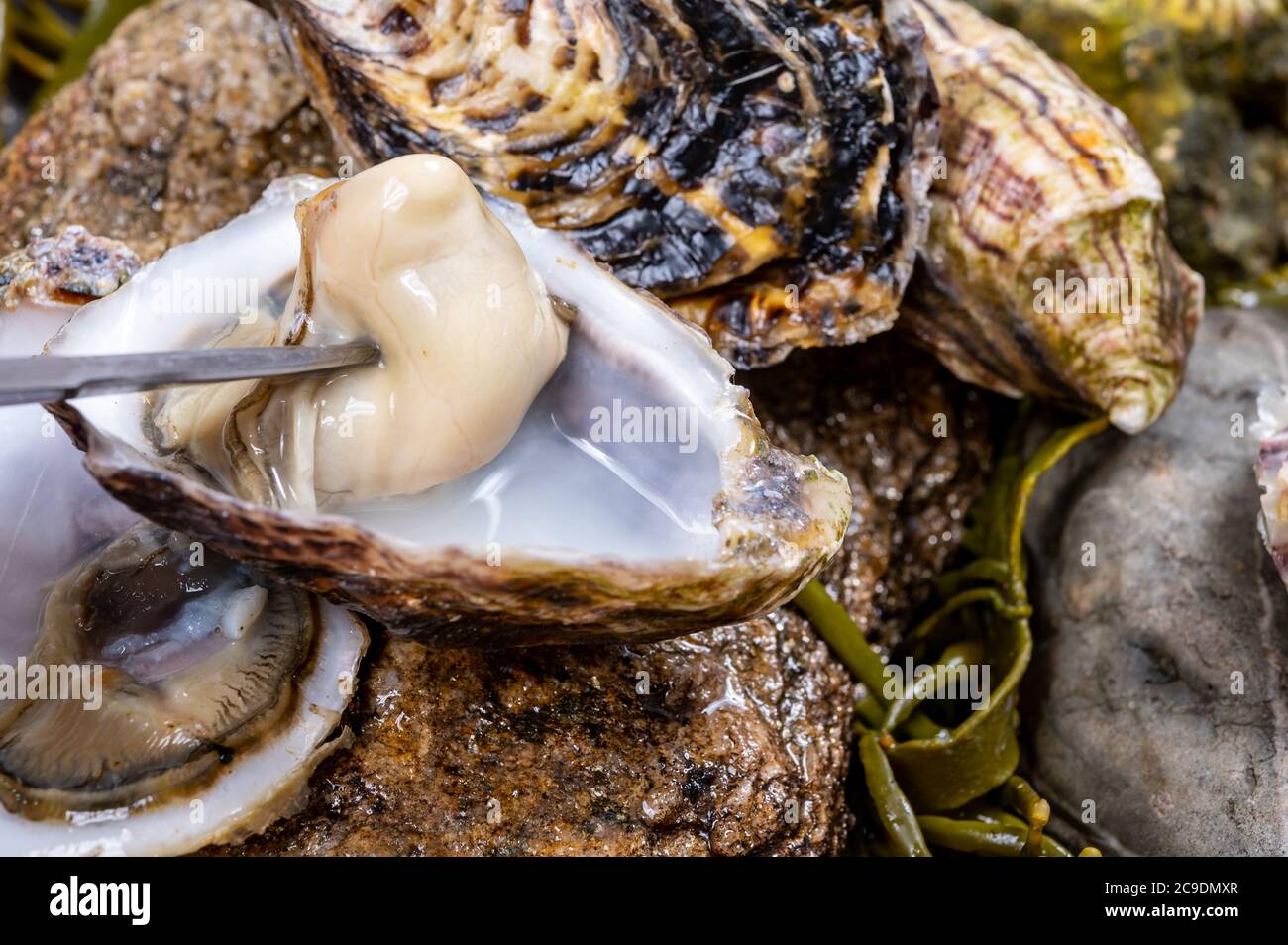 Fresh pacific or japanese oysters molluscs shucked on stone with kelp ...