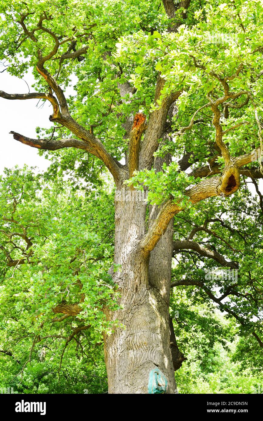 The trunk and branches of an old oak tree viewed from below. Crown of ...