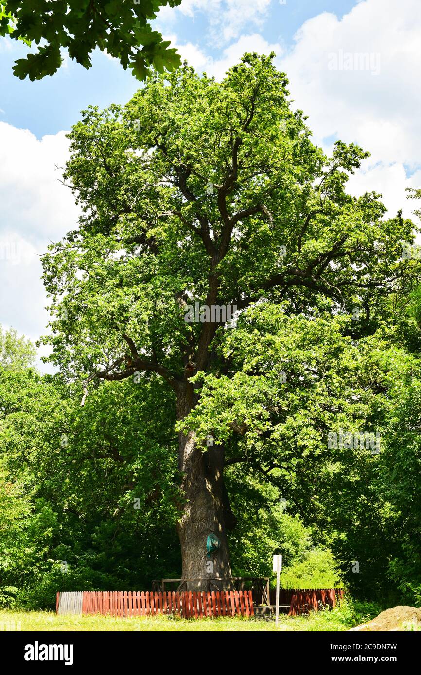 The trunk and branches of an old oak tree viewed from below. Crown of ...