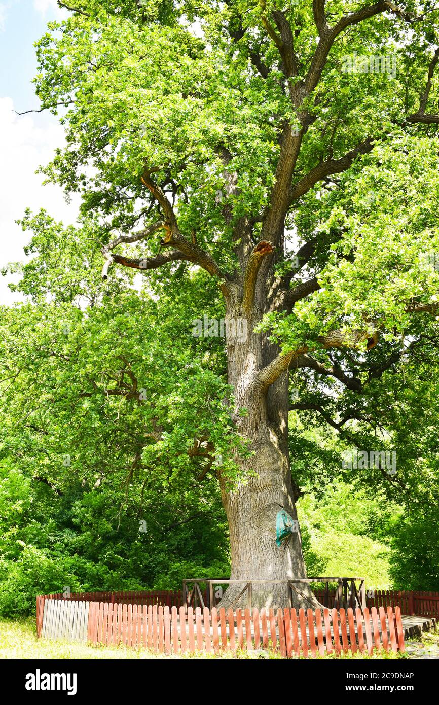The trunk and branches of an old oak tree viewed from below. Crown of ...