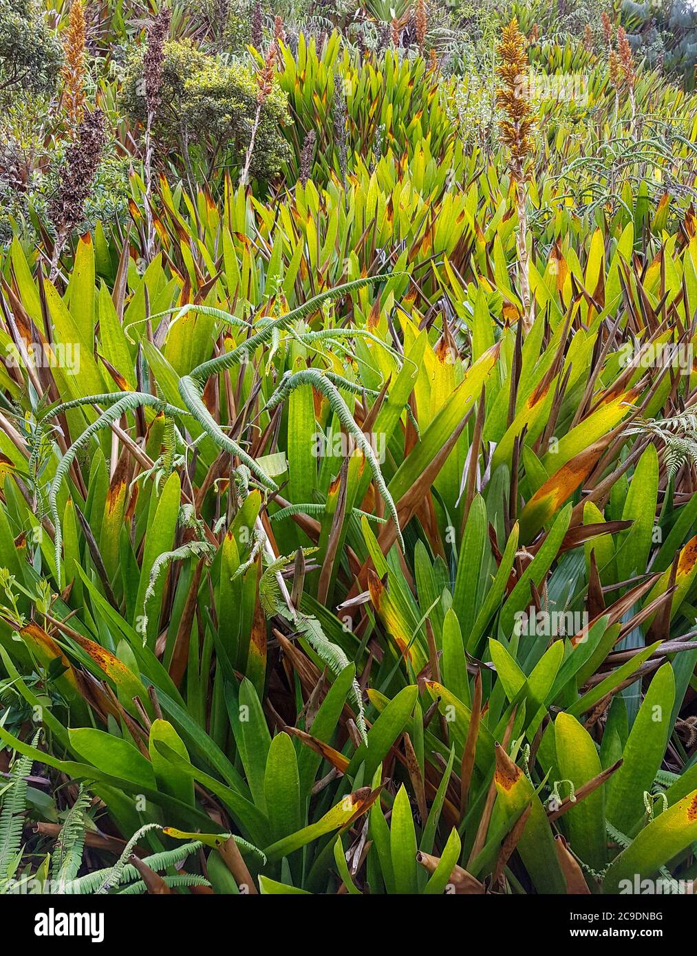 full frame dense exotic vegetation seen in Colombia Stock Photo - Alamy