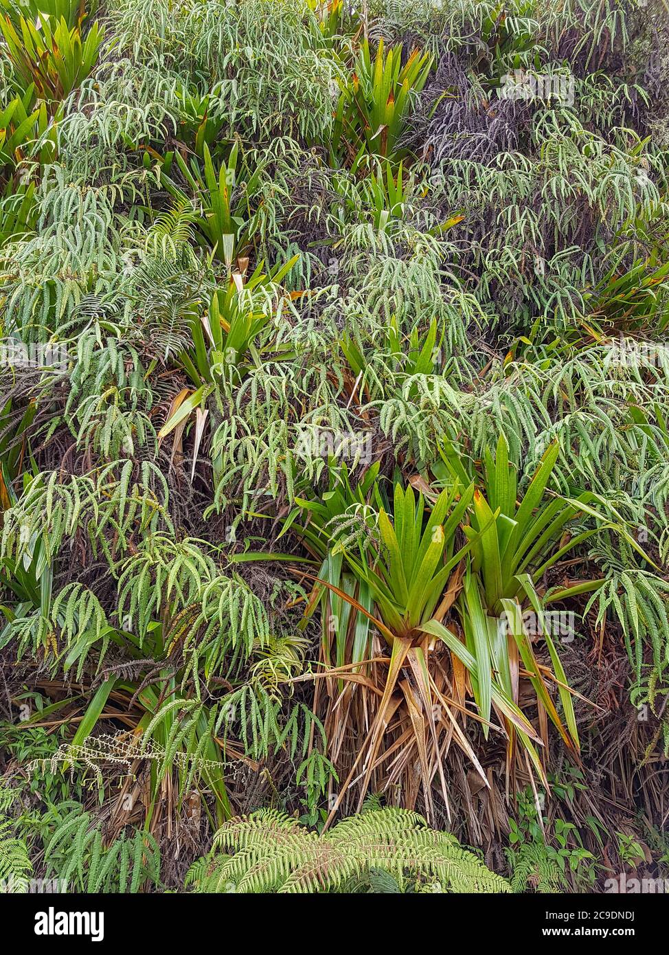 full frame dense exotic vegetation seen in Colombia Stock Photo - Alamy