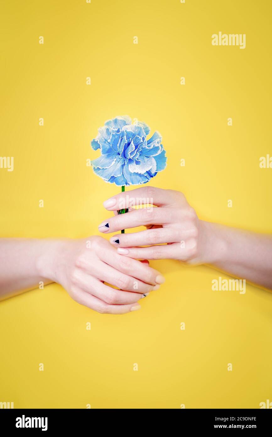 Female hands holding blue carnation flower on a yellow background. Copy ...