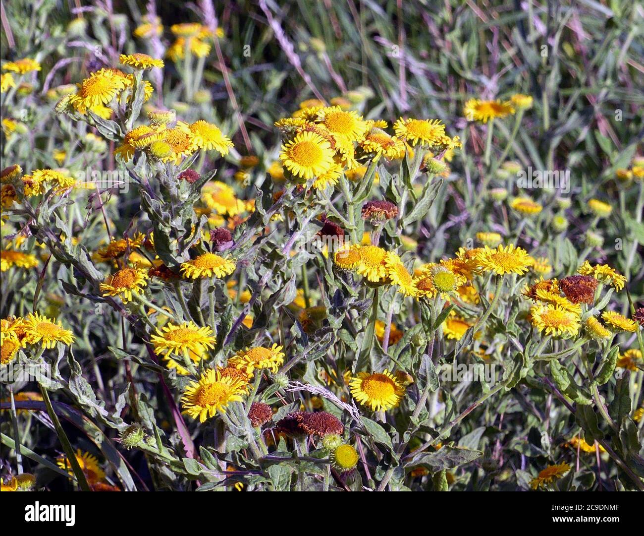 COMMON FLEABANE Pulicaria dysenterica Photo: Tony Gale Stock Photo - Alamy