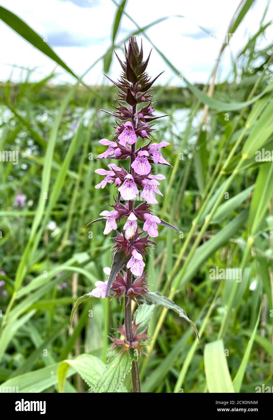 MARSH WOUNDWORT Stachys palustris Photo: Tony Gale Stock Photo - Alamy
