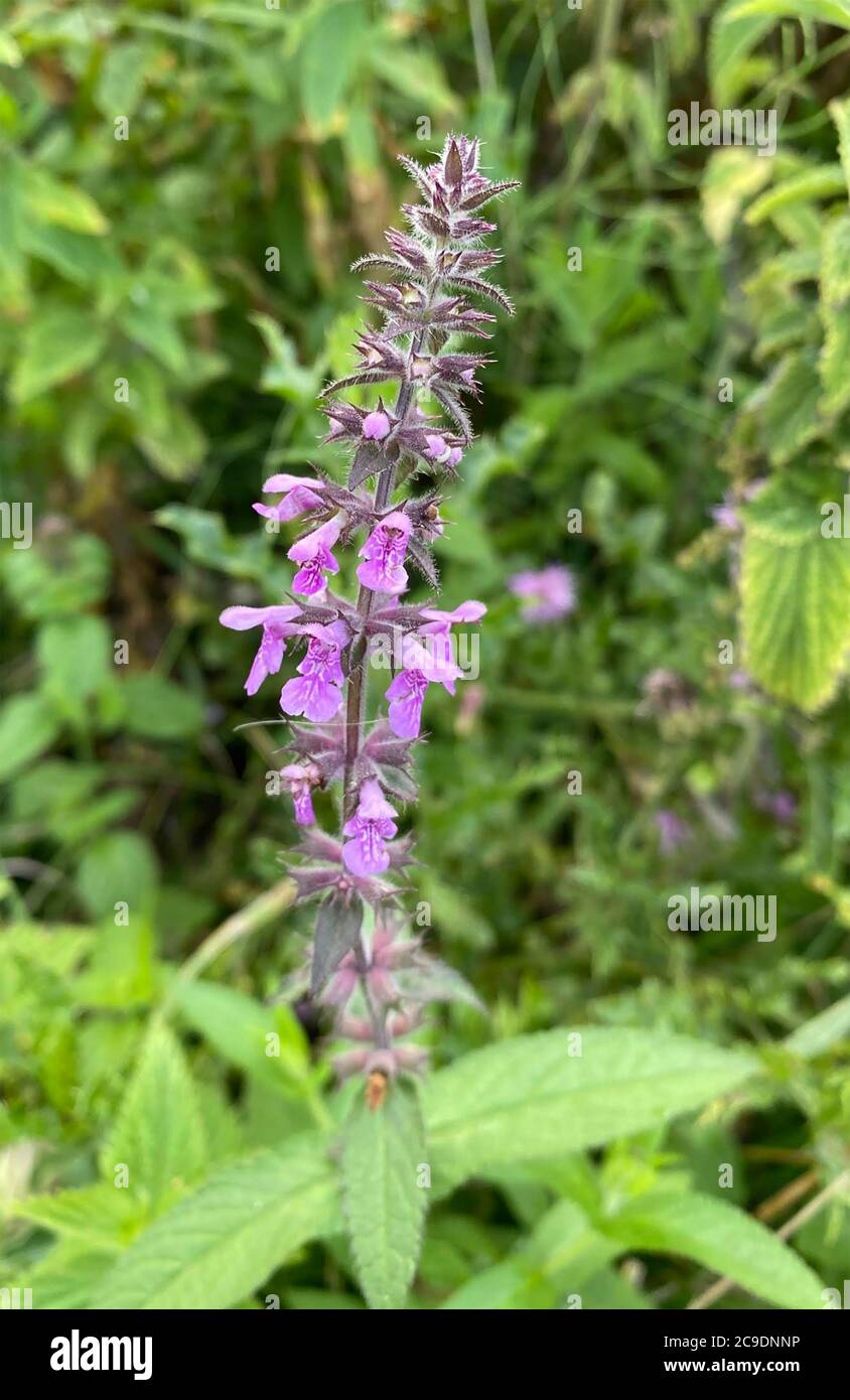 MARSH WOUNDWORT Stachys palustris Photo: Tony Gale Stock Photo - Alamy